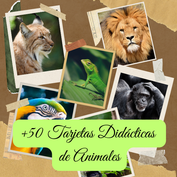 ZooFlash: +50 Tarjetas Didácticas de Animales - Rudy Nestor Carnaq...