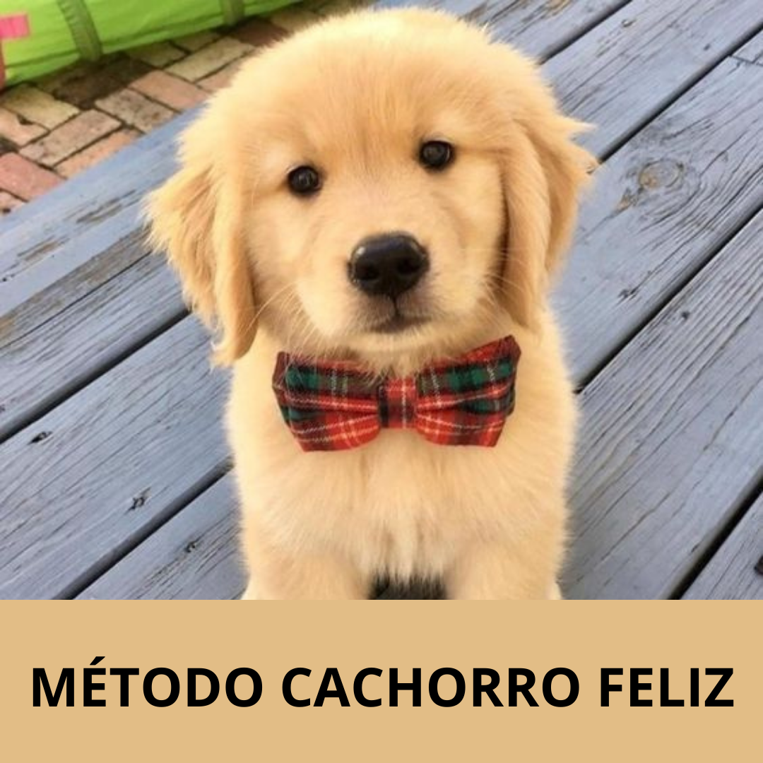 Guiando Pets Felizes