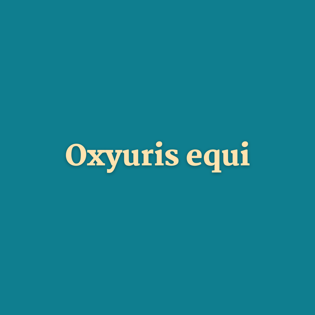 Oxyuris equi