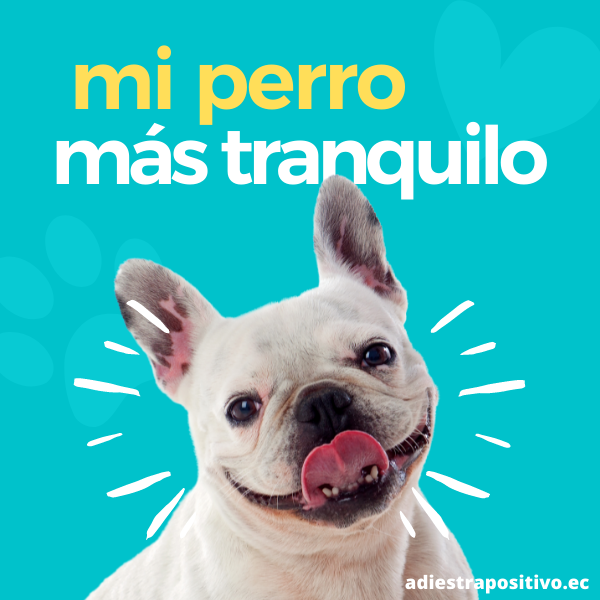Mi perro más tranquilo! - Sandy Escudero | Hotmart