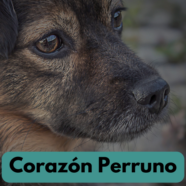 Corazón Perruno - Emilio Lopez | Hotmart