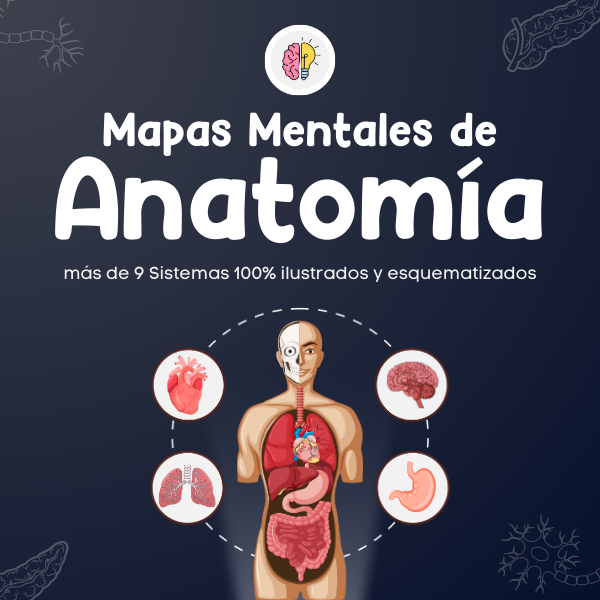 Mapa De La Anatomía Humana