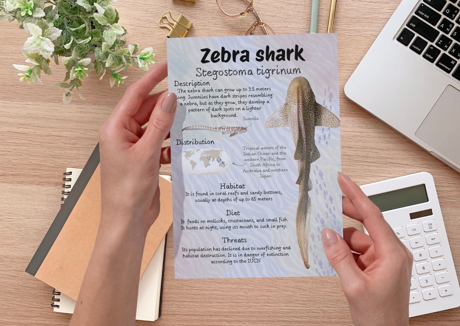 Zebra shark Poster/ Poster Tiburón cebra (Stegostoma tigrinum)