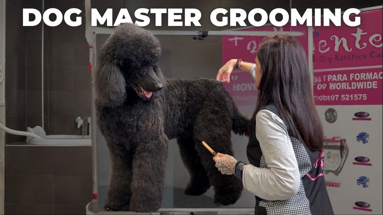 Dog Master Grooming - Andres Ros Rodriguez | Hotmart