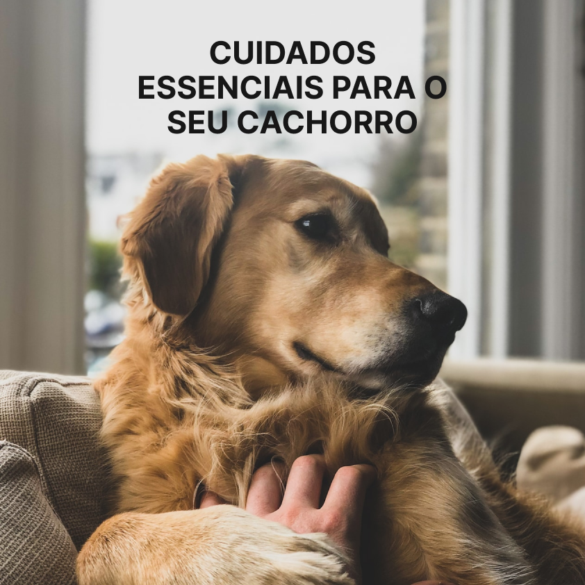 Cuidados Essenciais para o seu Cachorro - Lucas Becker Schuck | Hot...