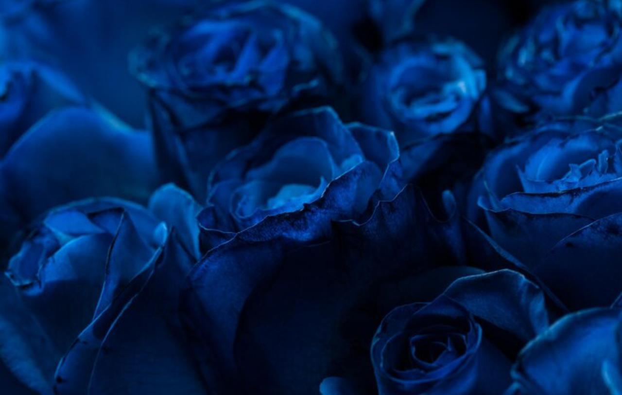 Backing Track & Session - Kiss From a Rose - Leandre Gomes. - Leand...