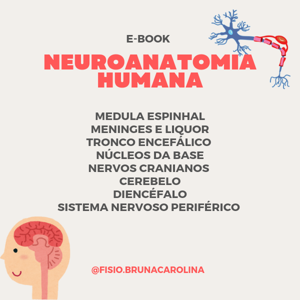 E Book De Neuroanatomia Humana Bruna Carolina Oliveira Souza Ho