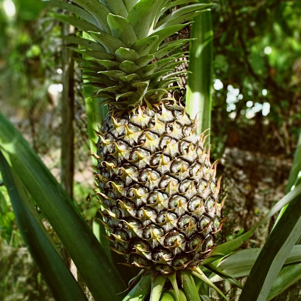 Guia Completo: Cultive Abacaxi em Casa e Saboreie Frutos Frescos