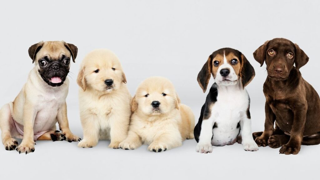 Happy Paws Indoors: The Ultimate Guide to Apartment Dog Care | Hotmart