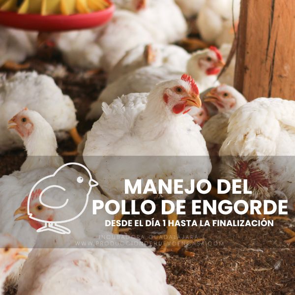 Manejo del pollo de engorde - Incubadora Guadalajara | Hotmart