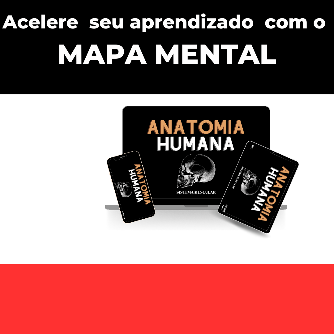 Mapa Mental Sistema Muscular - Raphael Ávila Alves | Hotmart
