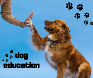 Introduction to Dog Education - Jhonn | Hotmart