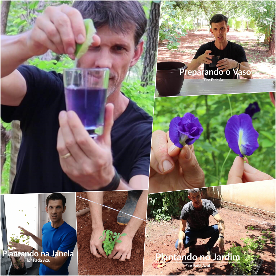 Como plantar Flor Fada Azul - Curso Completo - @florfadaazul Adines...