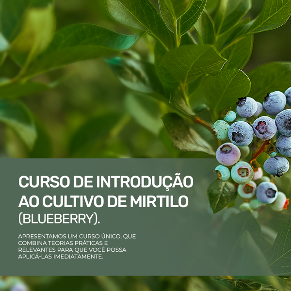 Introdução ao Cultivo de Mirtilo (Blueberry) - Agro Salvador Consul...