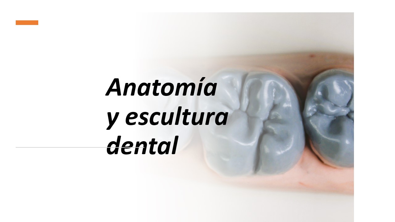 Anatomía y Escultura dental con Dudu Geovani
