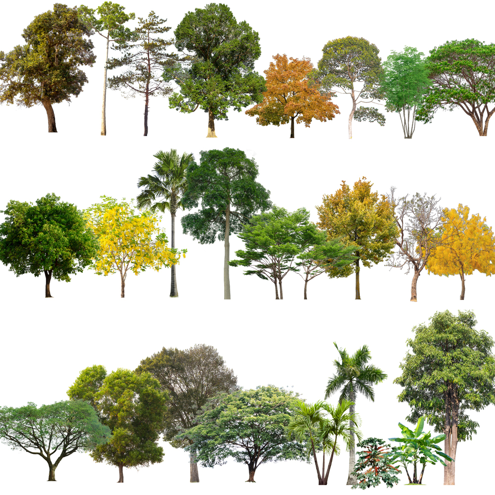 Pack De 400 Imágenes De árboles En Formato Png