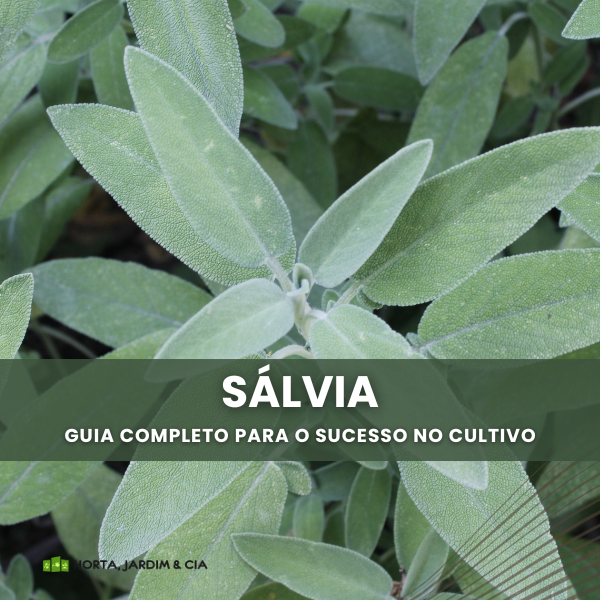 Sálvia: O Guia Completo para Cultivar, Cuidar e Colher a Erva Mágic...