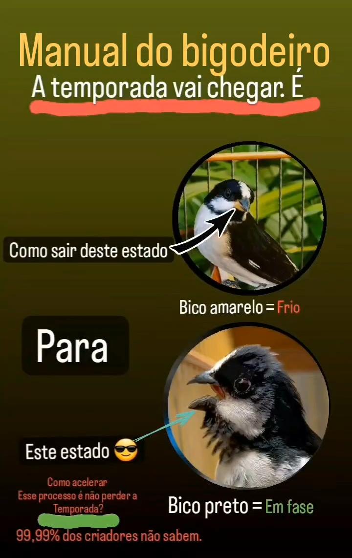 Manual do bigodeiro - José Ricardo Arruda De moura | Hotmart