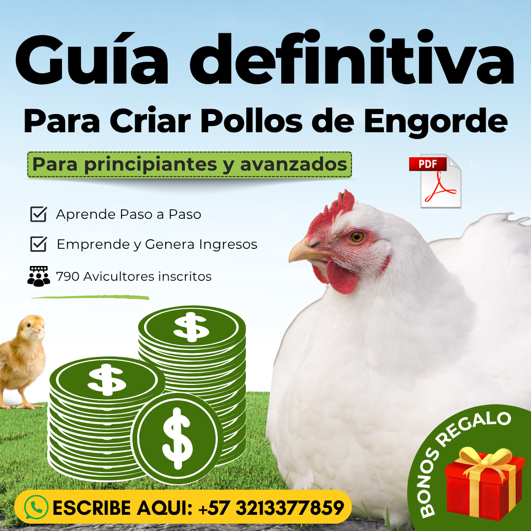Guia definitiva para Criar Pollos de Engorde - Criando Pollos | Ho...