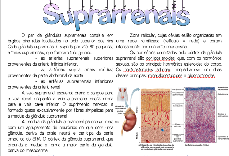 Anatomia e histologia das suprarrenais