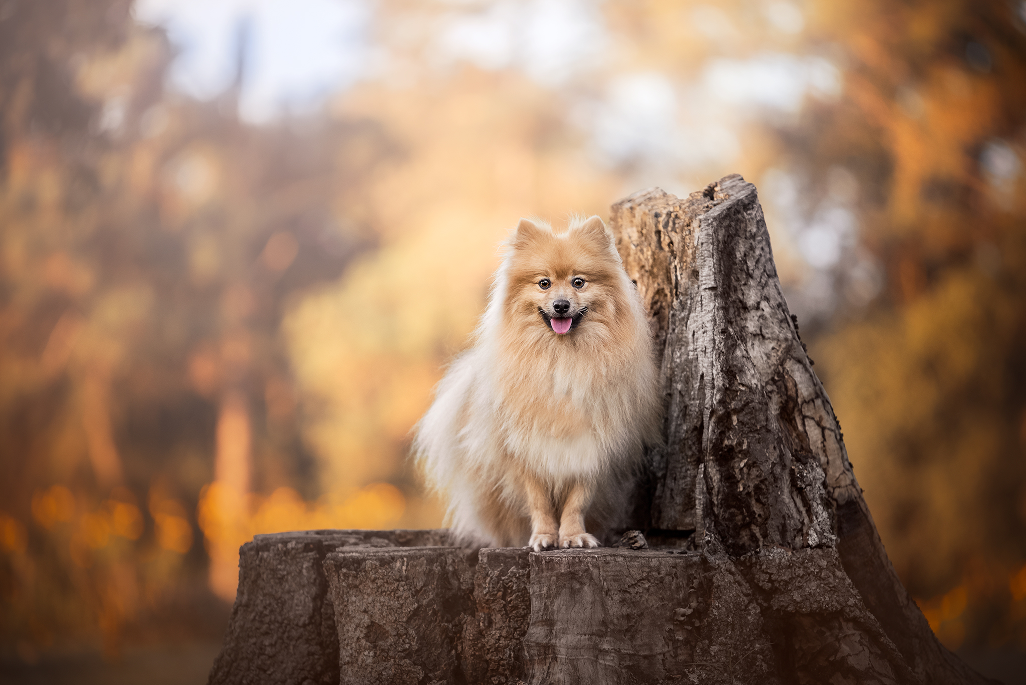 Cães no Lightroom + Photoshop + prática (combo)