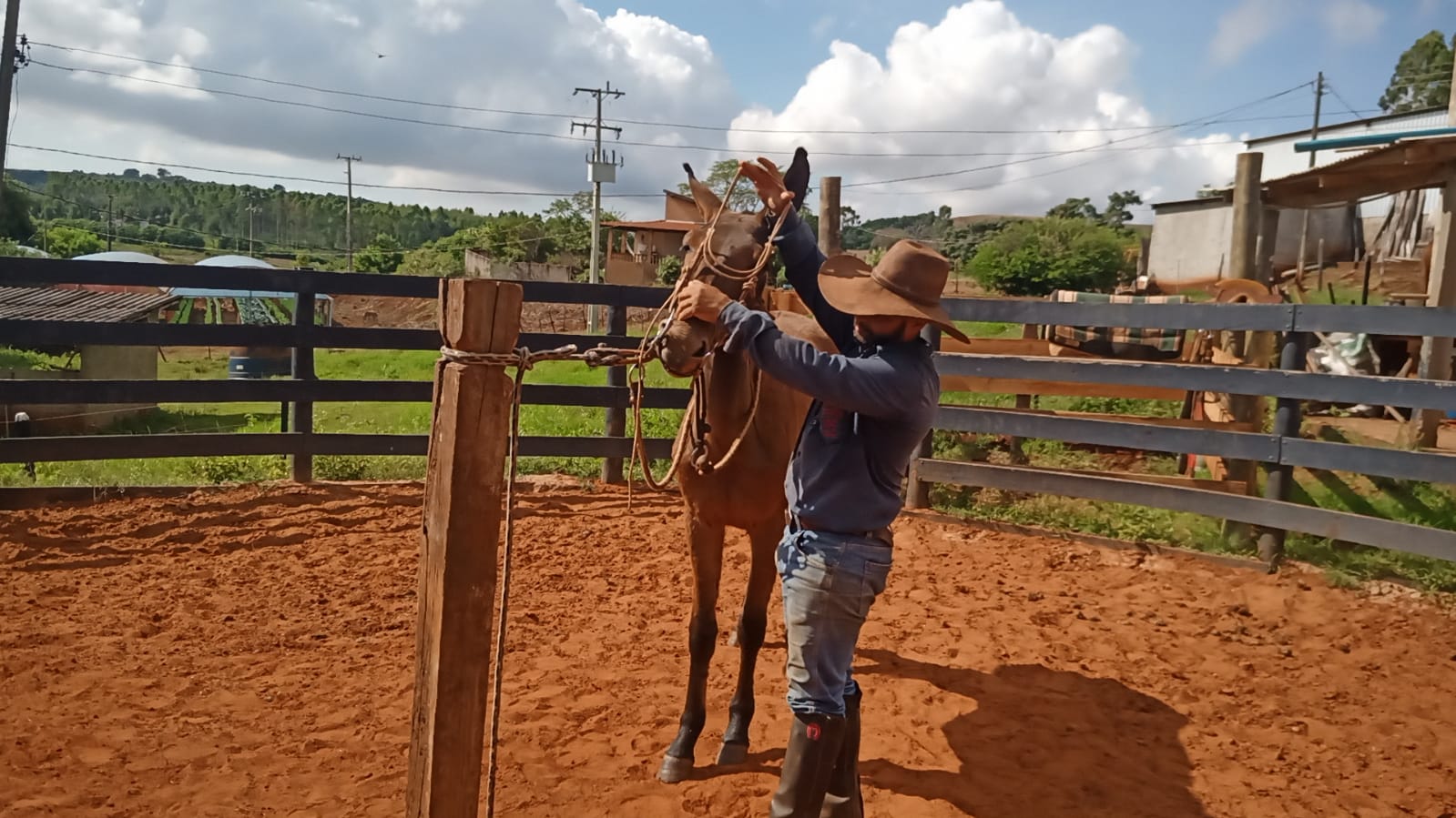 Seu Animal está Mesquinho de Orelha? Como RESOLVER. - MARCOS ANTON...