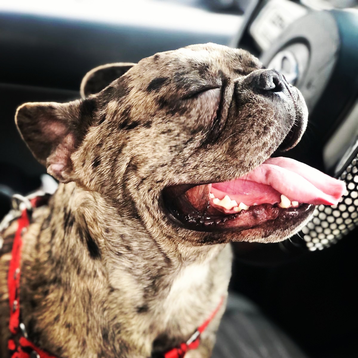 Oreo pets wallpapers