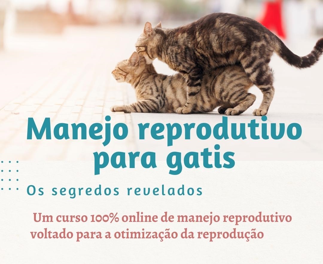 Manejo reprodutivo para gatis - Fertcat | Hotmart