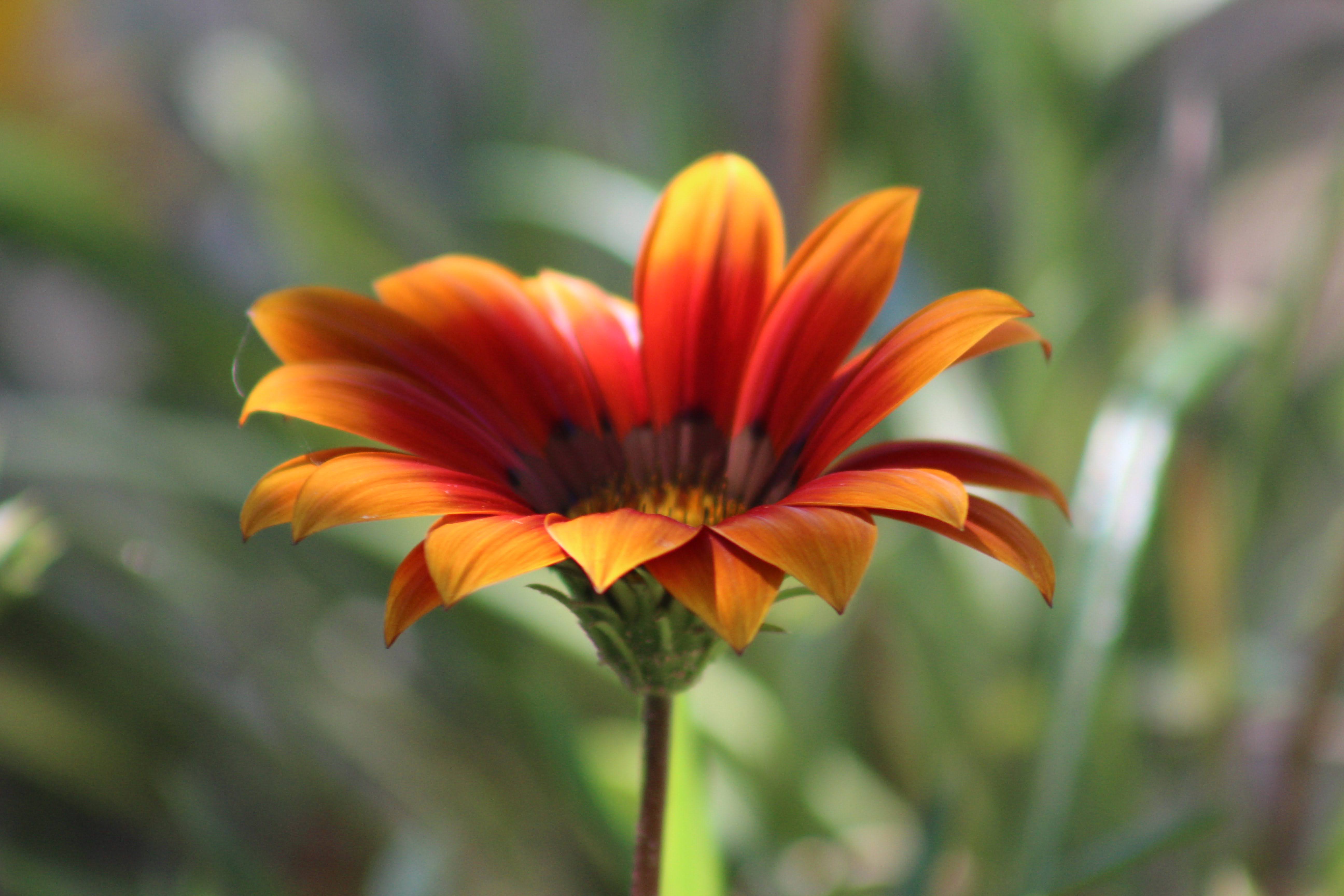 The Adventures of Sparky and Friends