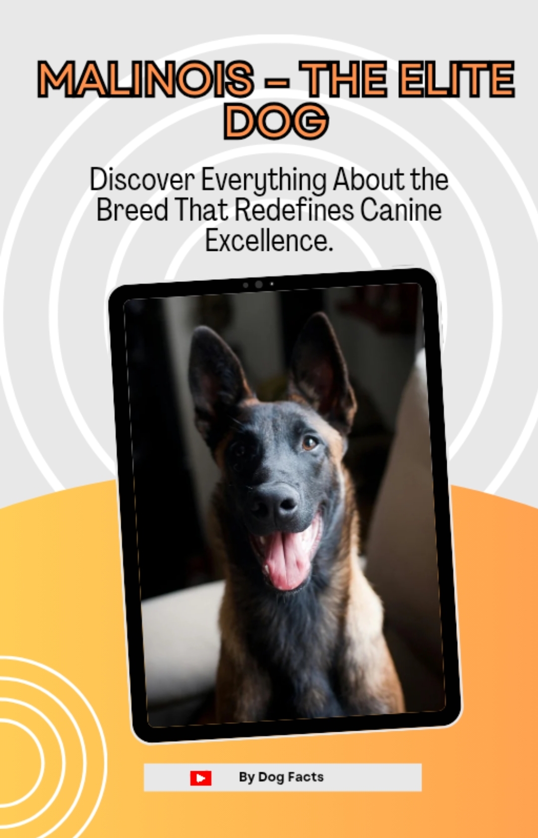 MALINOIS – THE ELITE DOG MALINOIS – THE ELITE DOG By Dog Facts Discover ...