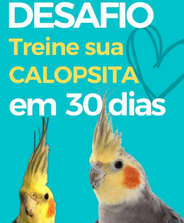 Desafio treine sua calopsita em 30 dias - FERNANDO COSTA RODRIGUES ...