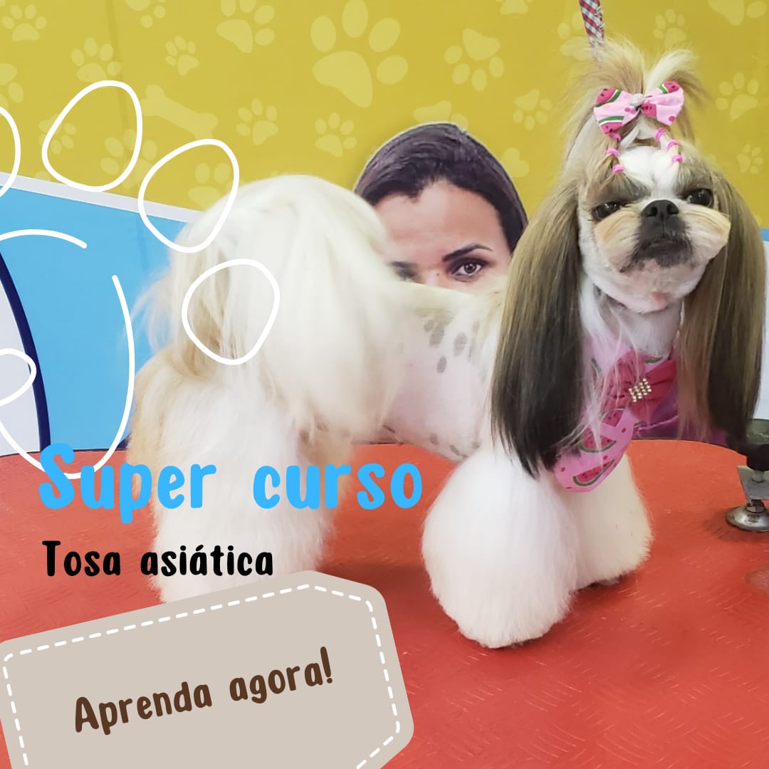 SUPER CURSO DE TOSA ASIÁTICA - Fred Fernando Francisco PAschoal | H...
