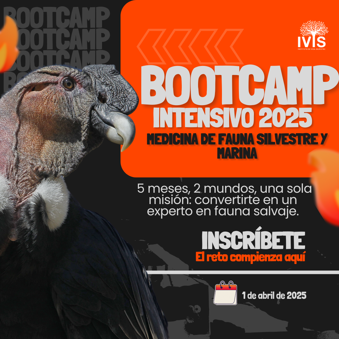 BOOTCAMP INTENSIVO EN MEDICINA DE FAUNA SILVESTRE Y MARINA - IVIS L...