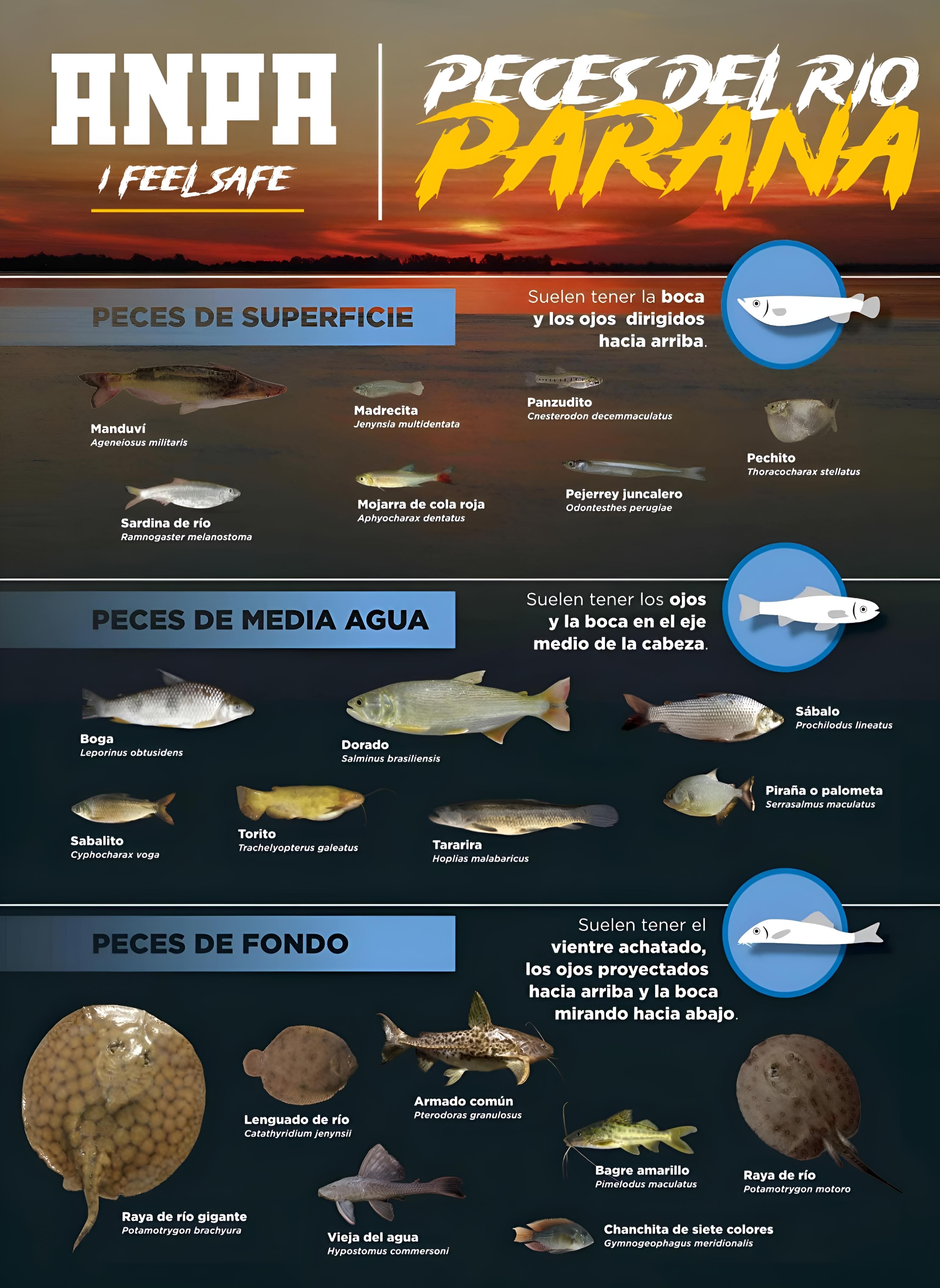 PECES DEL RIO PARANA - Globex oficial | Hotmart