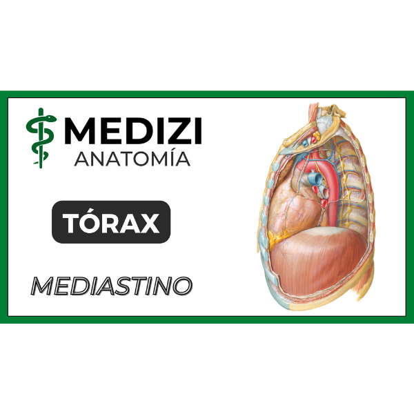 Anatomía del Tórax - Mediastino - Kevin Dornelles Rodrigues | Hotmart
