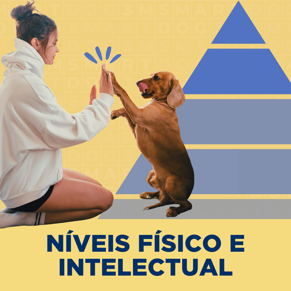 Niveles Físico e Intelectual | Acceso de por Vida - Issence Negócio...