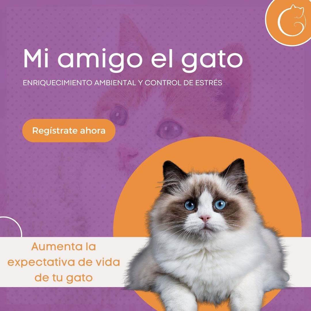 Mi amigo el gato - Maria fernanda Prieto Ramirez | Hotmart