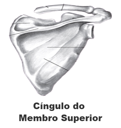 Mapa Mental - Tudo sobre o Cíngulo do Membro Superior