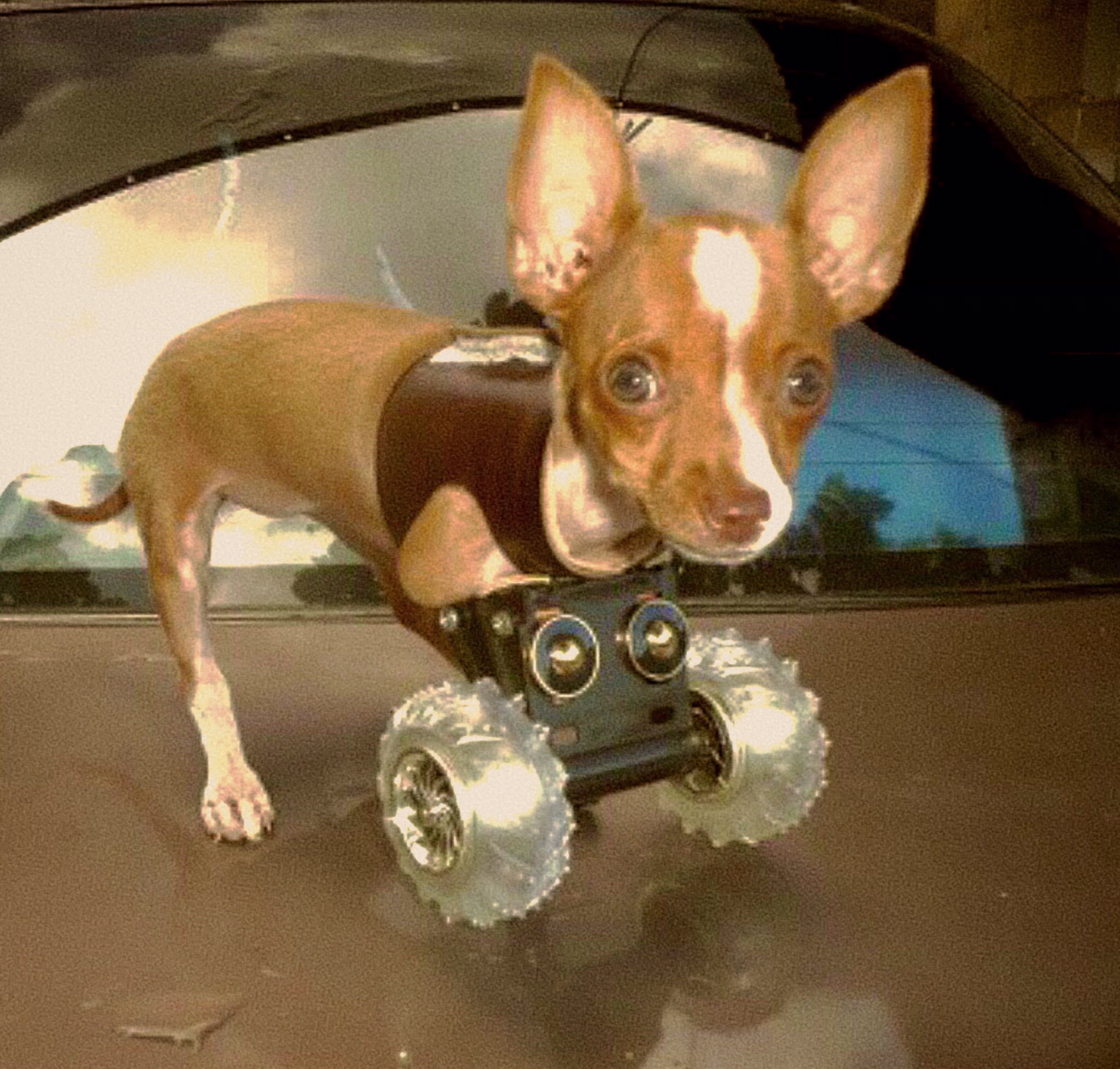 Mi perra Dorita con su dolly - ARMANDO INTERIAN | Hotmart