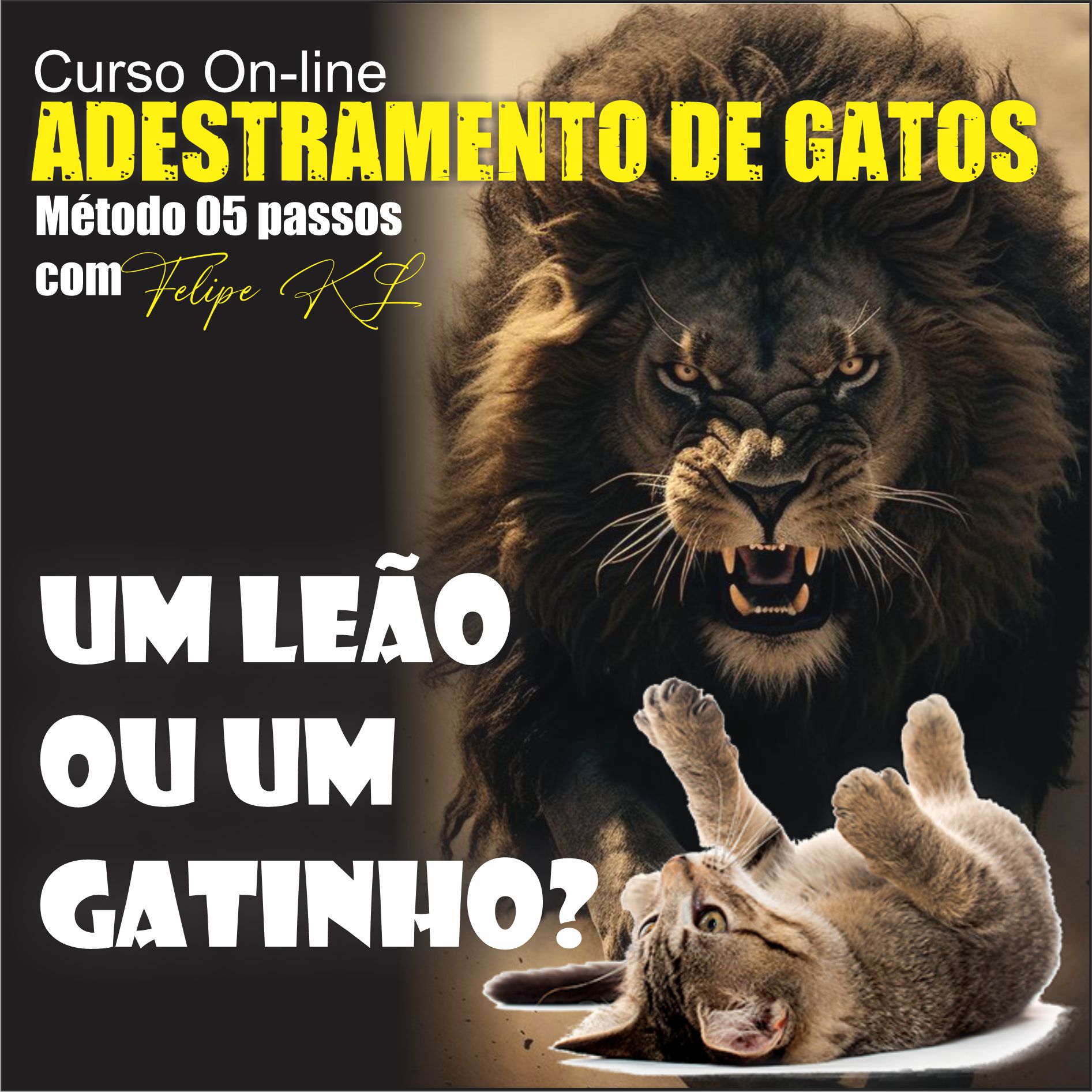 TREINAMENTO DE GATOS! Método 05 passos - Felipe KL | Hotmart
