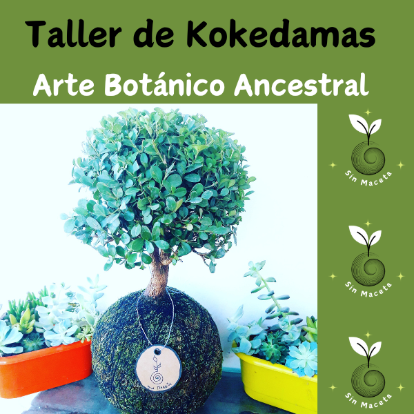TALLER DE KOKEDAMAS - Sin Maceta By Ceci | Hotmart