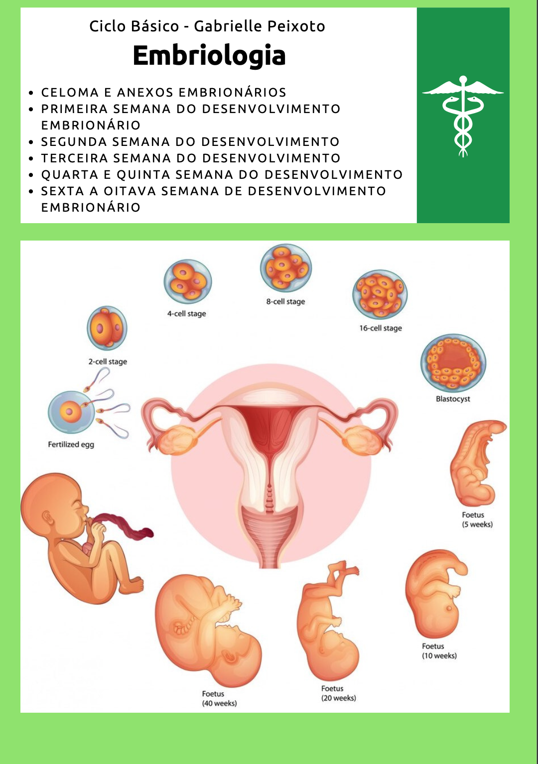 Apostila de Embriologia Humana