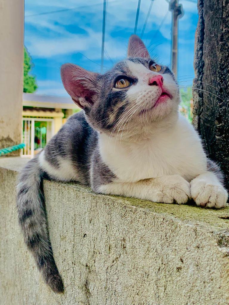 Gatito adorable - Alex Ortega Bravo | Hotmart
