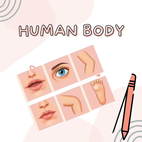 Human Body Flashcards - Katherine Lizbeth Reascos Ortega | Hotmart