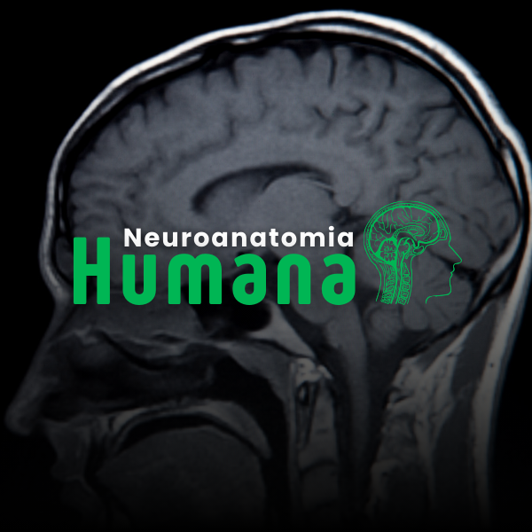 Neuroanatomia Humana Na Prática Conhecimento Integrado Hotmart