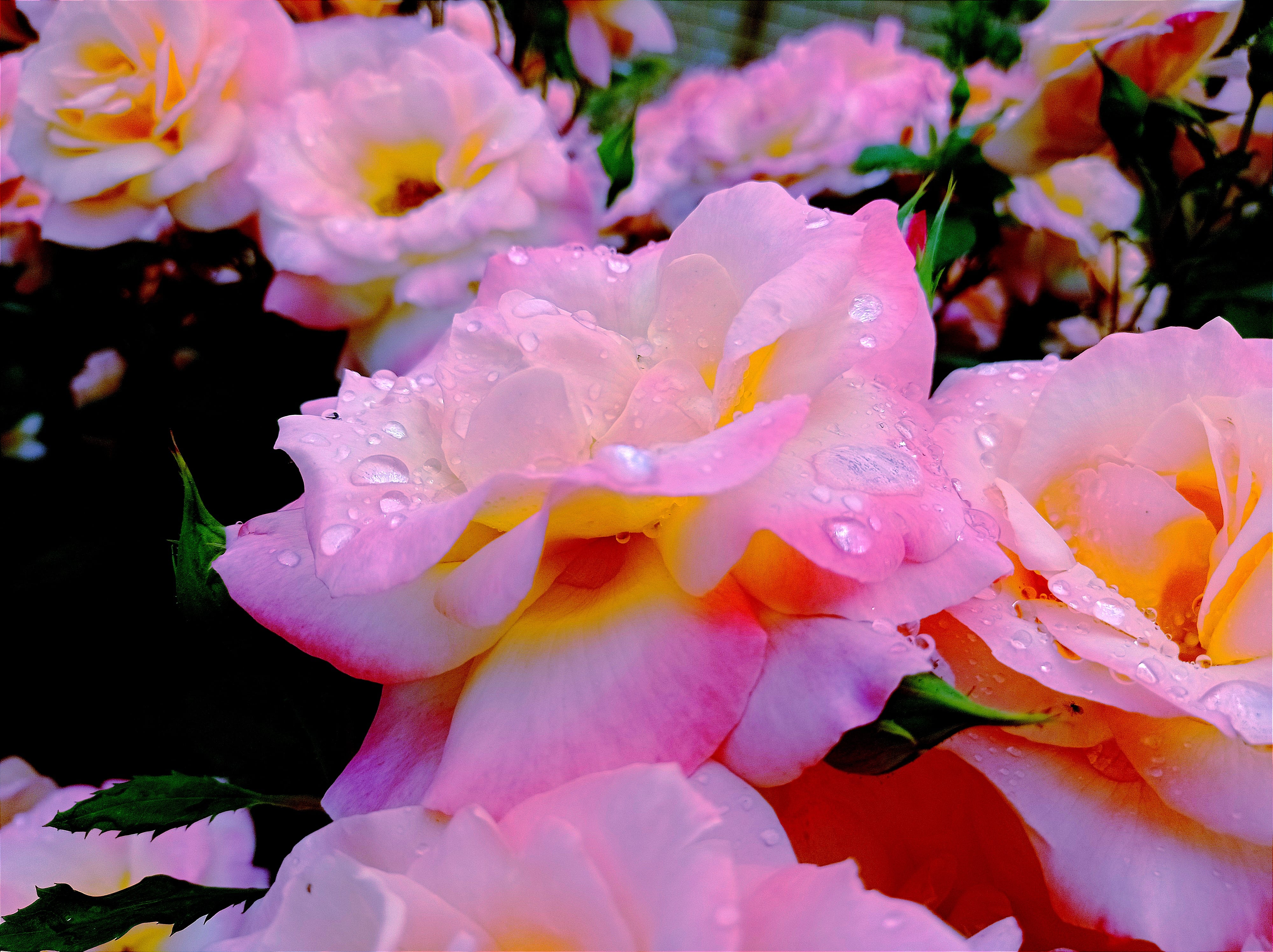 Photo. Drops of dew on rose petals.