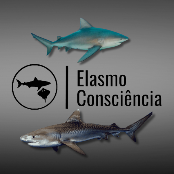 Elasmo Consciência - Bruno Falcai | Hotmart