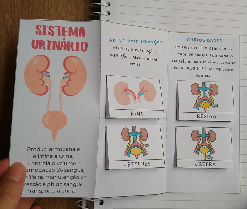 Card Interativo Sistema Urinário - Com Ciência | Hotmart