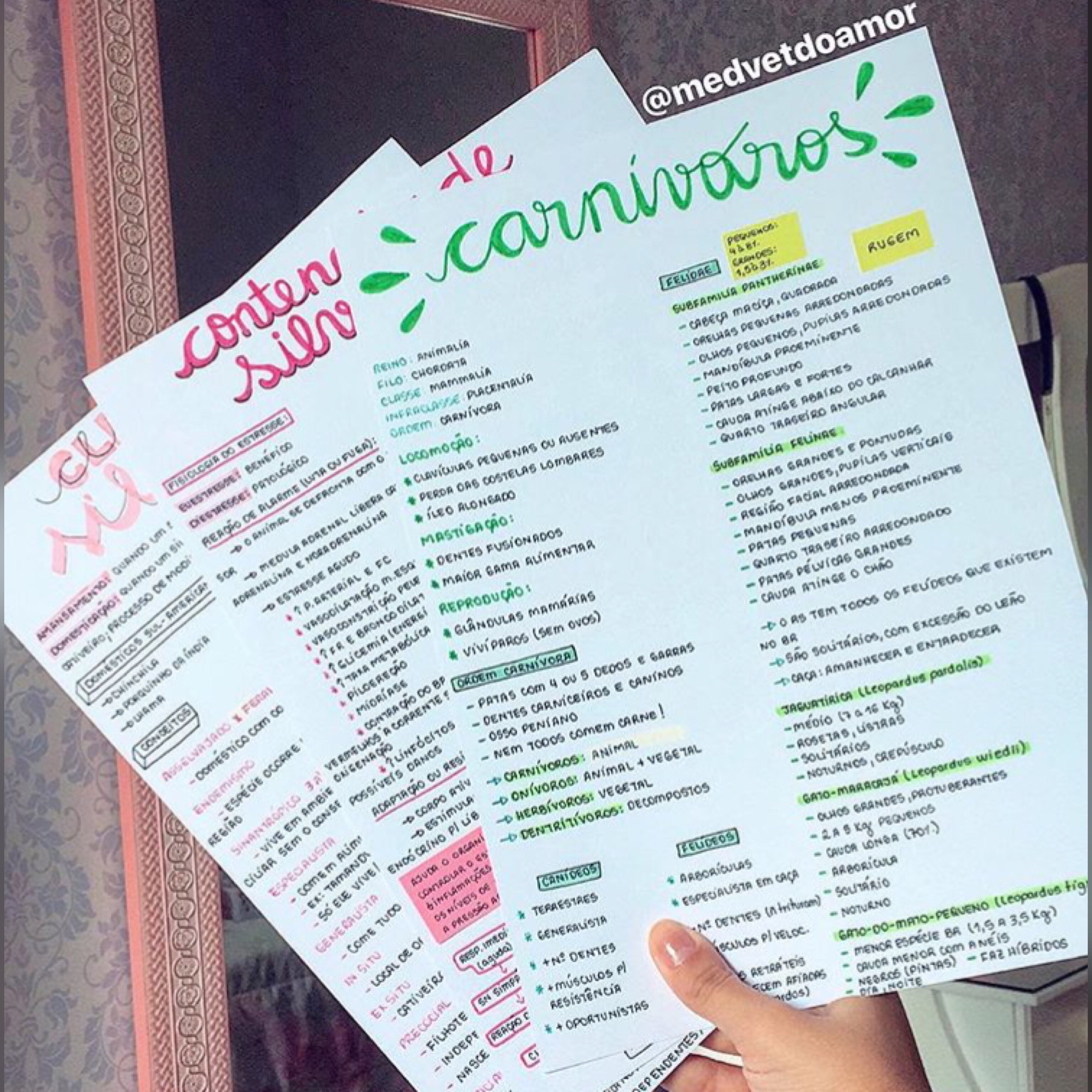 KIT DE RESUMOS COM 14 MATÉRIAS + BÔNUS - @medvetdoamor | Hotmart