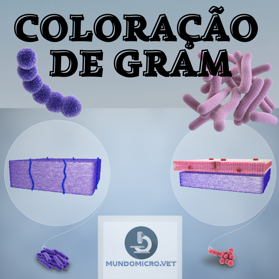 Coloração de Gram simples e prático - Mundomicro.vet | Hotmart